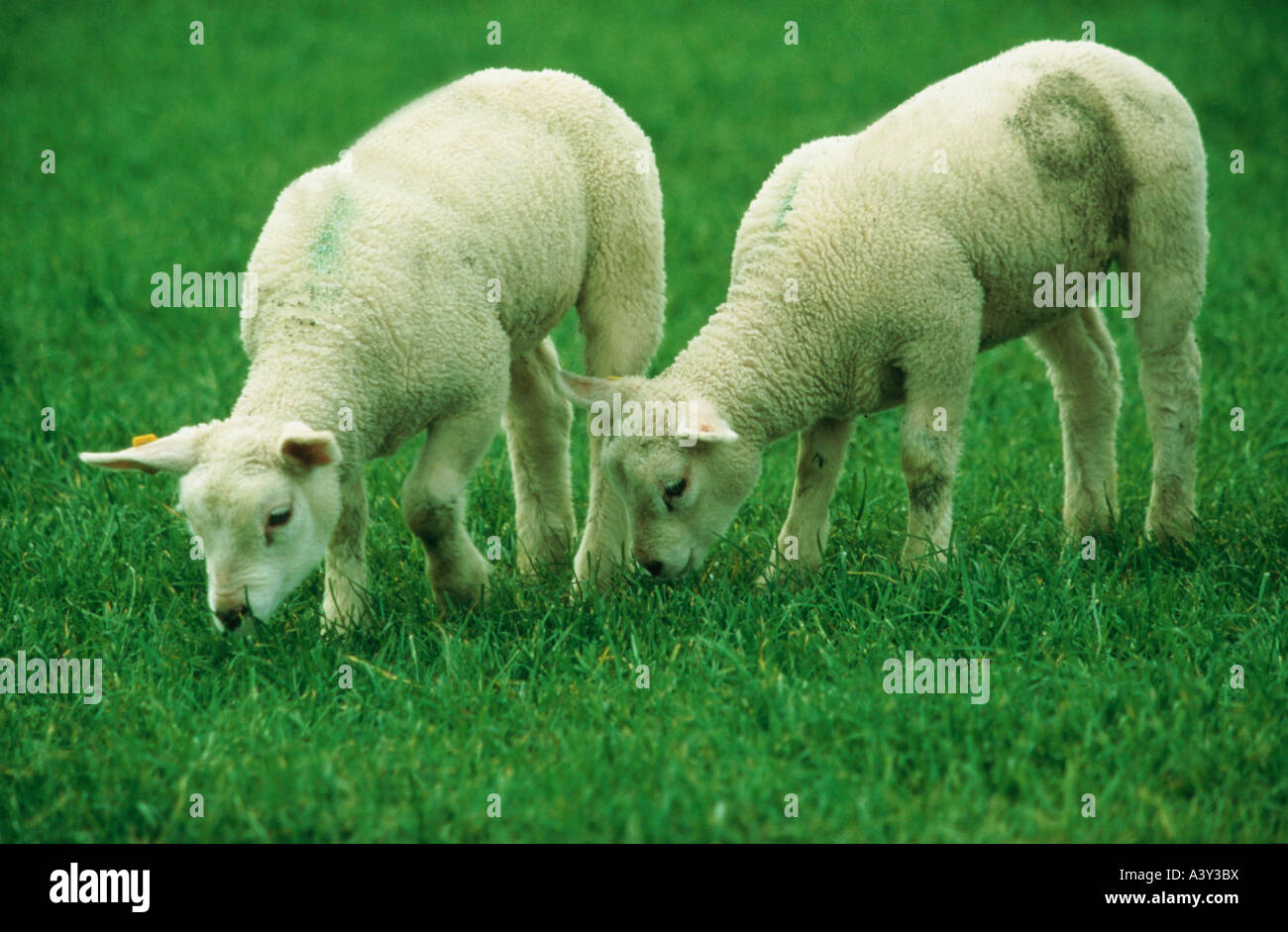 zoology / animals, mammal / mammalian, sheep, (Ovis), Texel, two lambs ...