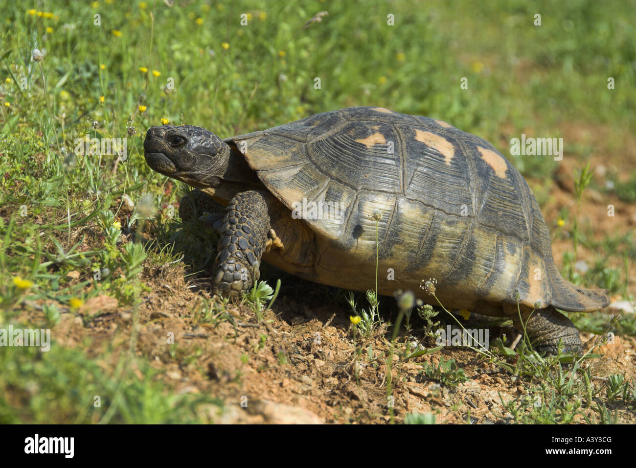margined tortoise, marginated tortoise (Testudo marginata), largest ...