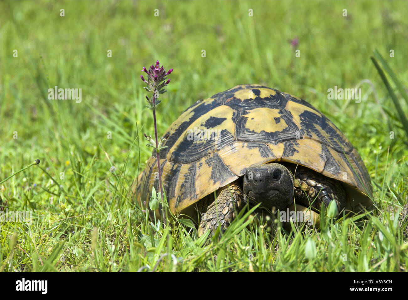 Hermann's tortoise, Greek tortoise (Testudo hermanni boettgeri), on ...