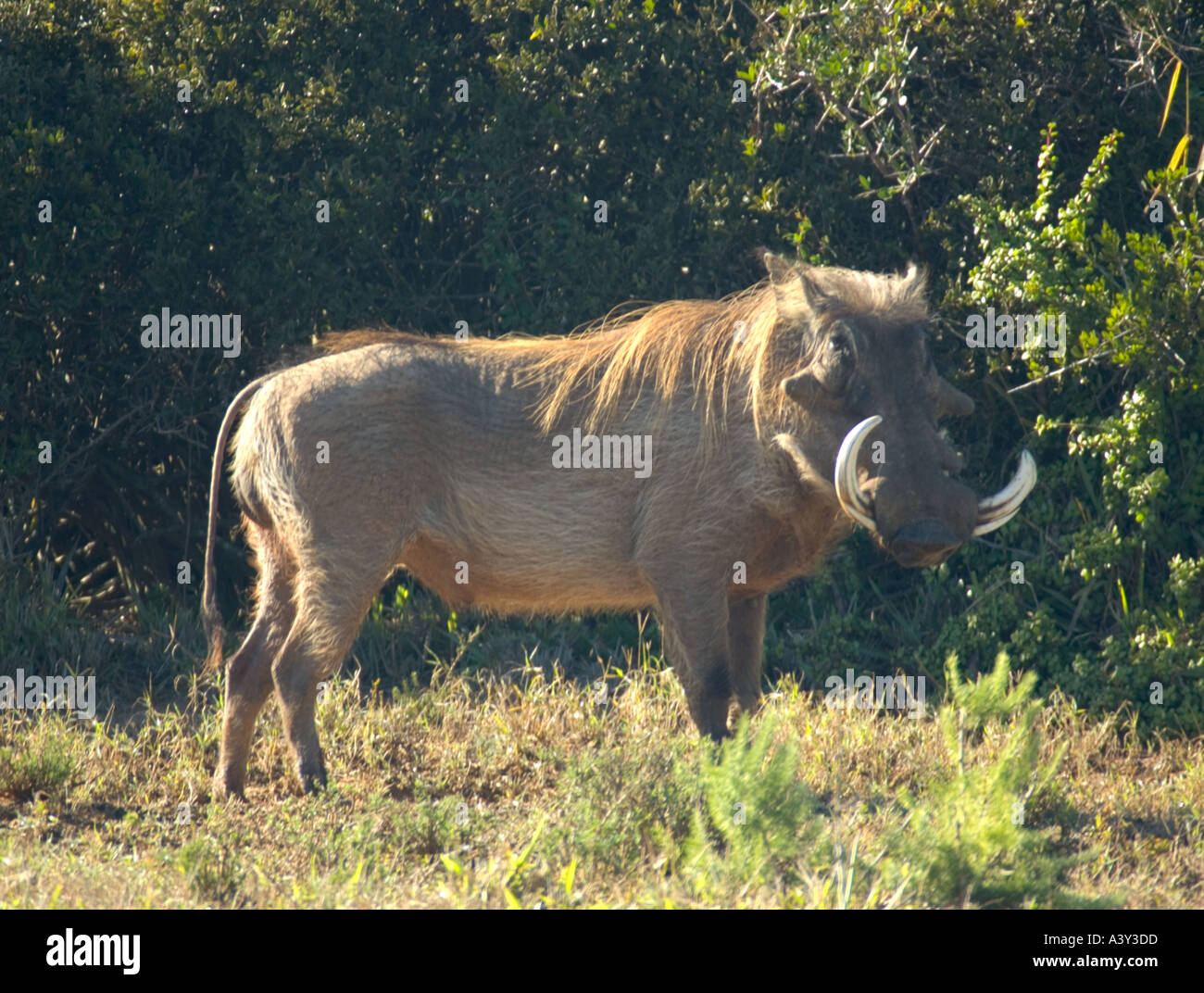 Warthog Phacochoerus aethiopicus Stock Photo - Alamy
