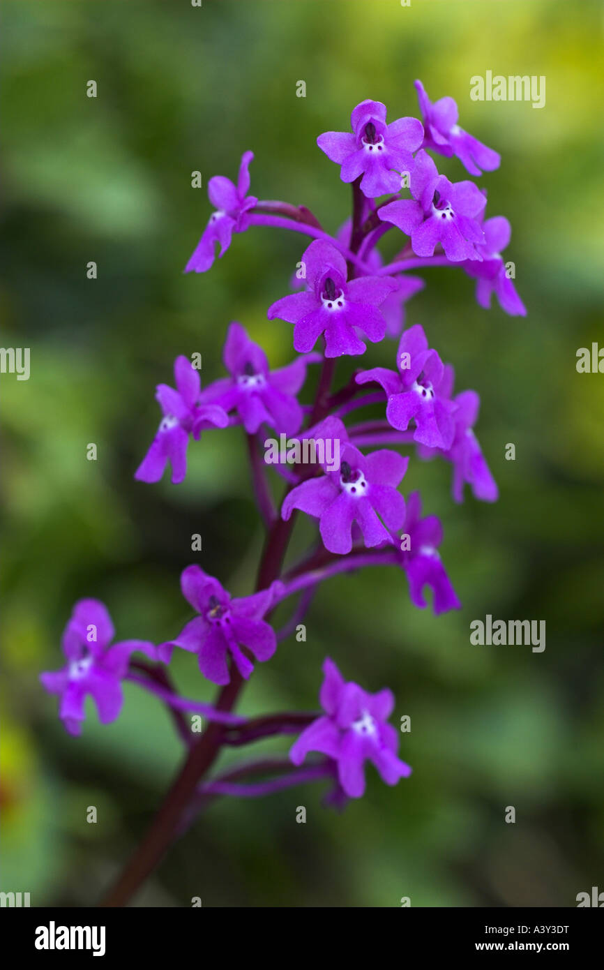four spot orchis (Orchis quadripunctata), inflorescence, Greece Stock ...