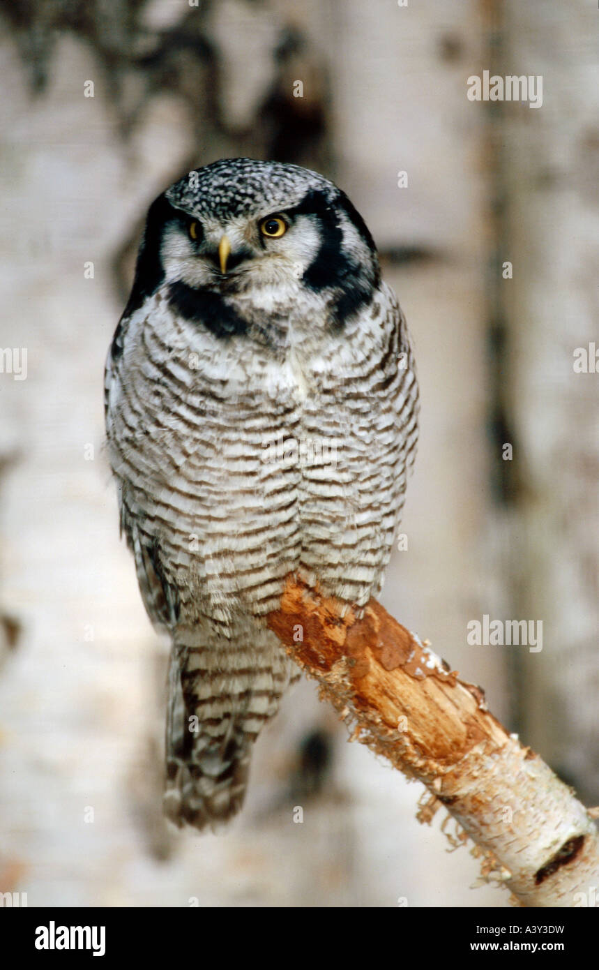 zoology / animals, avian / bird, Northern Hawk Owl, (Surnia ulula ...