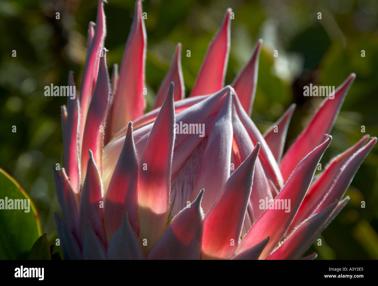 King Protea South Africa s national flower Protea cynaroides Stock ...