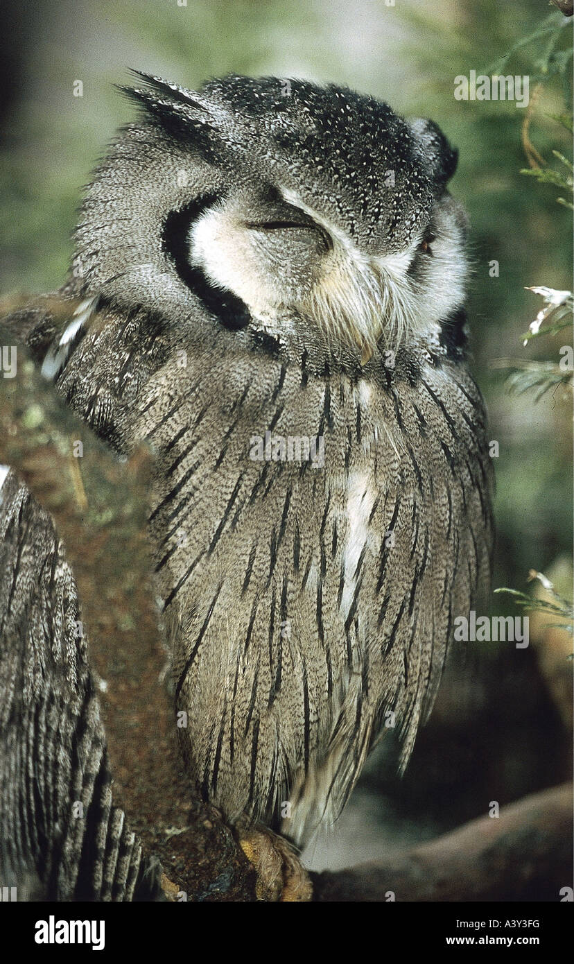 zoology / animal, avian / bird, White Faced Scops, (Otus leucotis ...