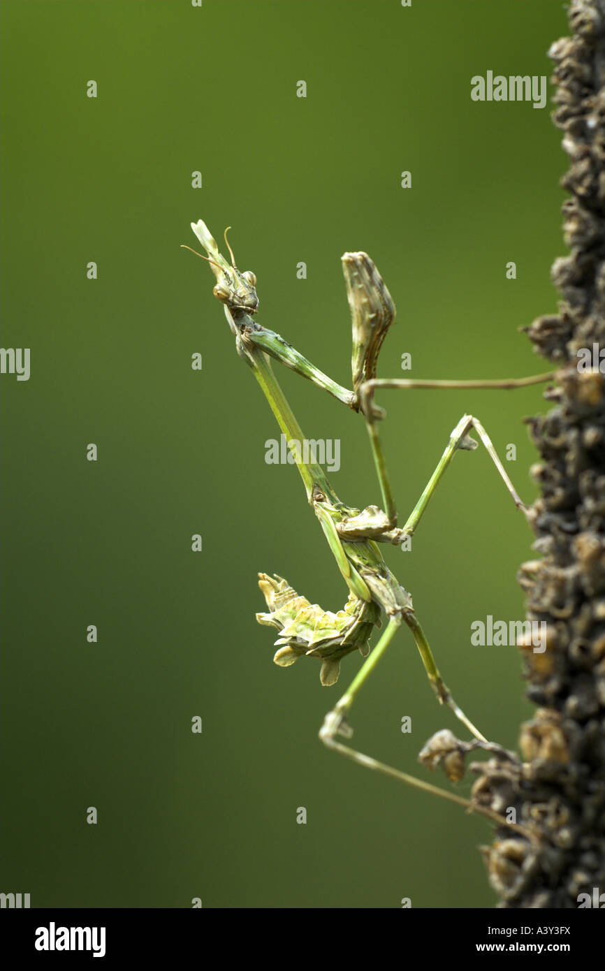 mantid (Empusa fasciata), larva, Greece Stock Photo - Alamy