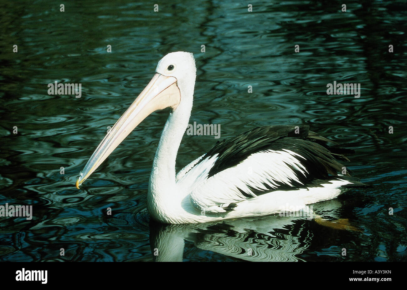 zoology / animals, avian / birds, Australian Pelican, (Pelecanus ...
