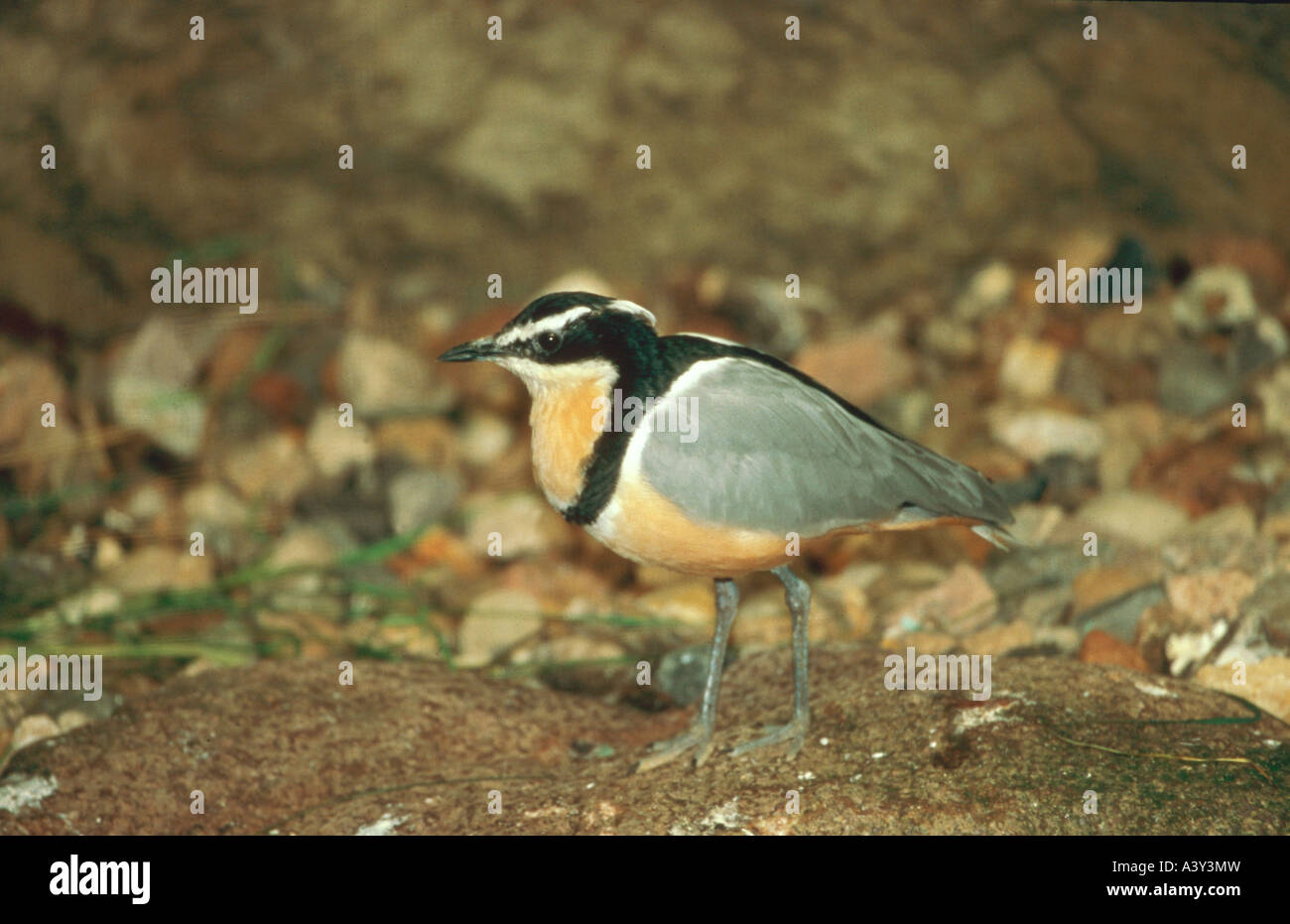 zoology / animals, avian / birds, Egyptian Plover, (Pluvianus ...