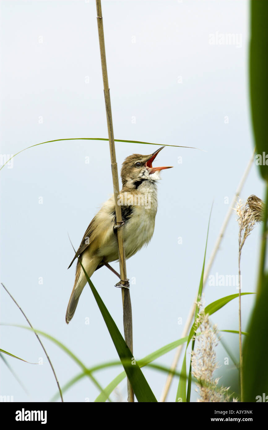 great reed warbler (Acrocephalus arundinaceus), male singing, Greece ...