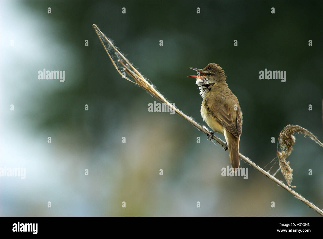 great reed warbler (Acrocephalus arundinaceus), male singing, Greece ...