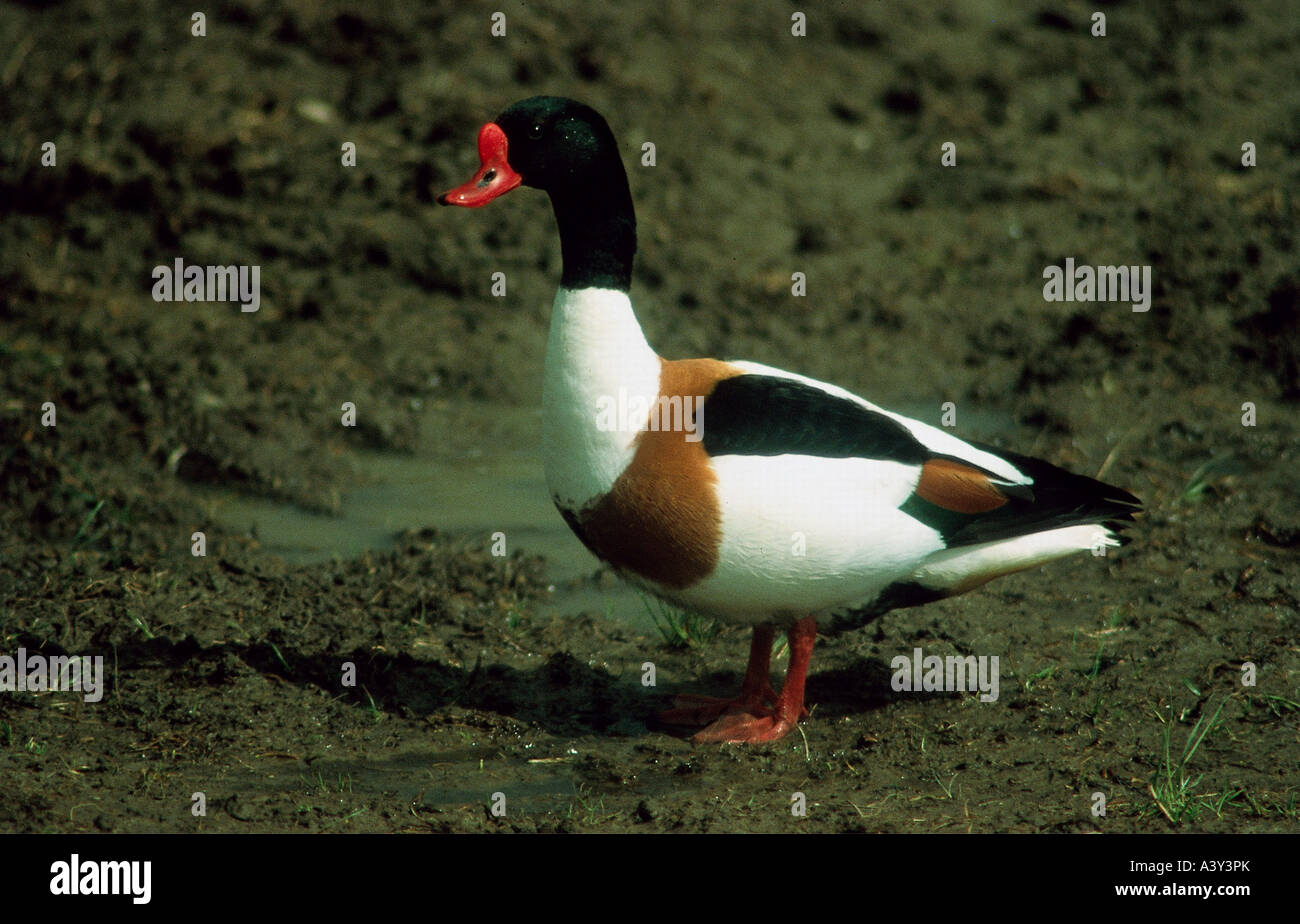 Inland of caspian terretories hi-res stock photography and images - Alamy