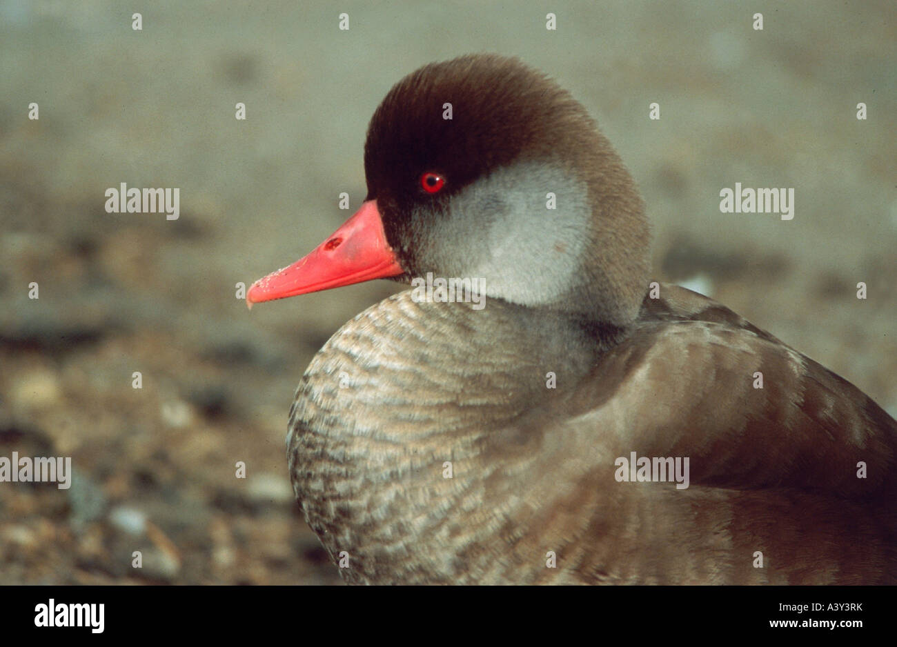 zoology / animals, avian / bird, Red-crested Pochard, (Netta rufina ...