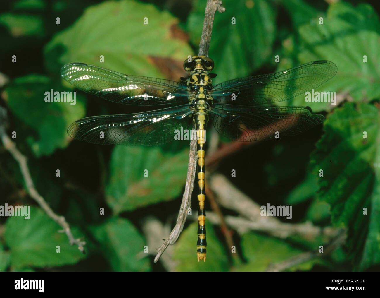 zoology / animals, insect, dragonflies, Green-eyed Hook-tail ...