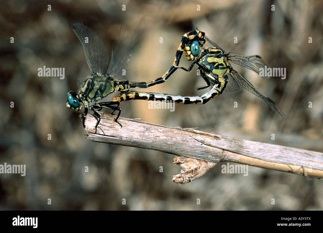 Two dragonflies mating hi-res stock photography and images - Alamy