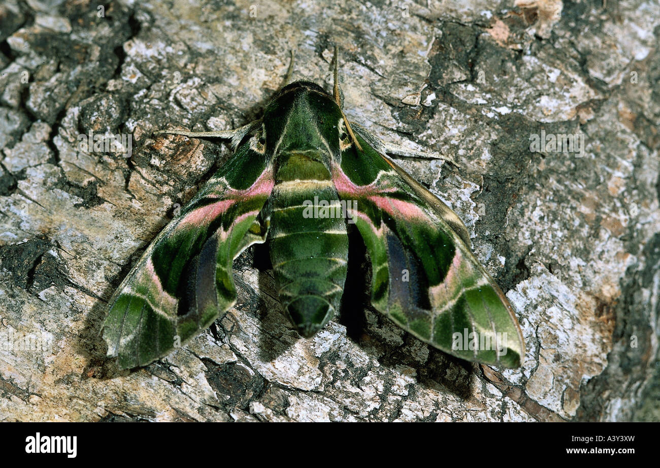 Hawk hawaii hi-res stock photography and images - Alamy