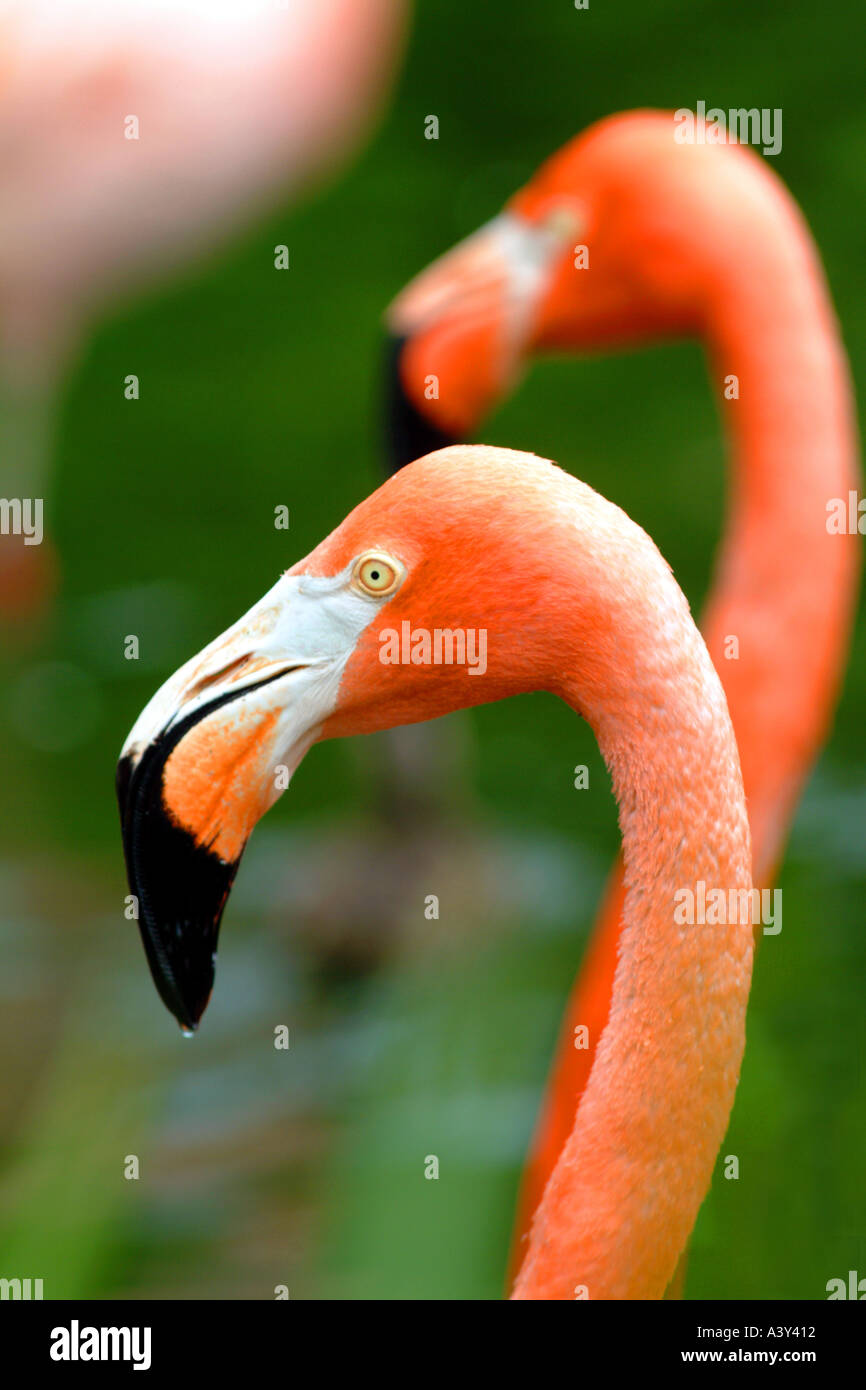 Flamingo faces hi-res stock photography and images - Alamy