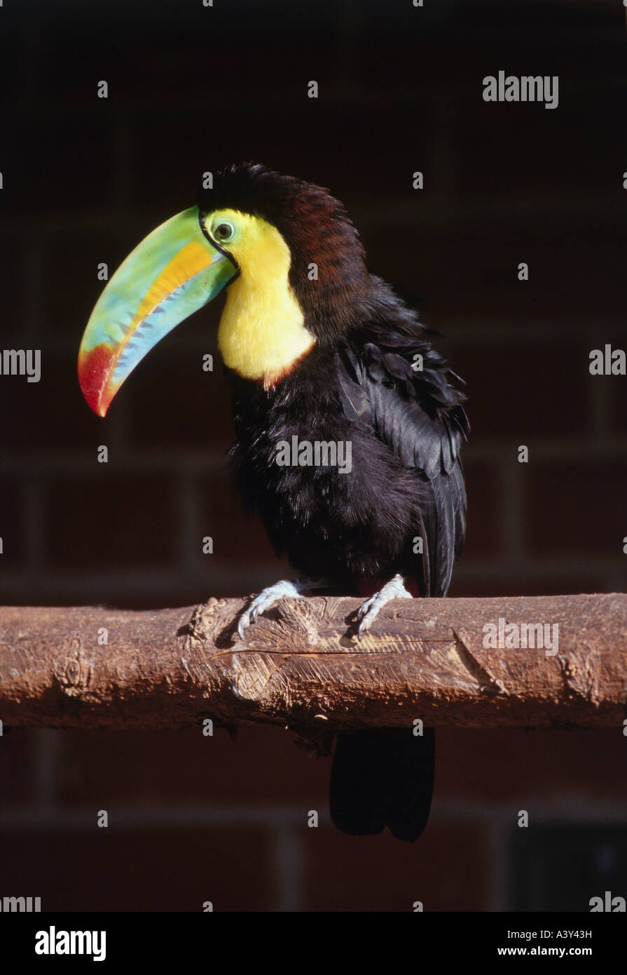 Kell billed toucan hi-res stock photography and images - Alamy