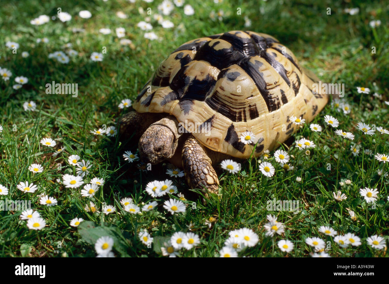 zoology / animals, reptiles, turtles, Herman's Tortoise, (Testudo ...
