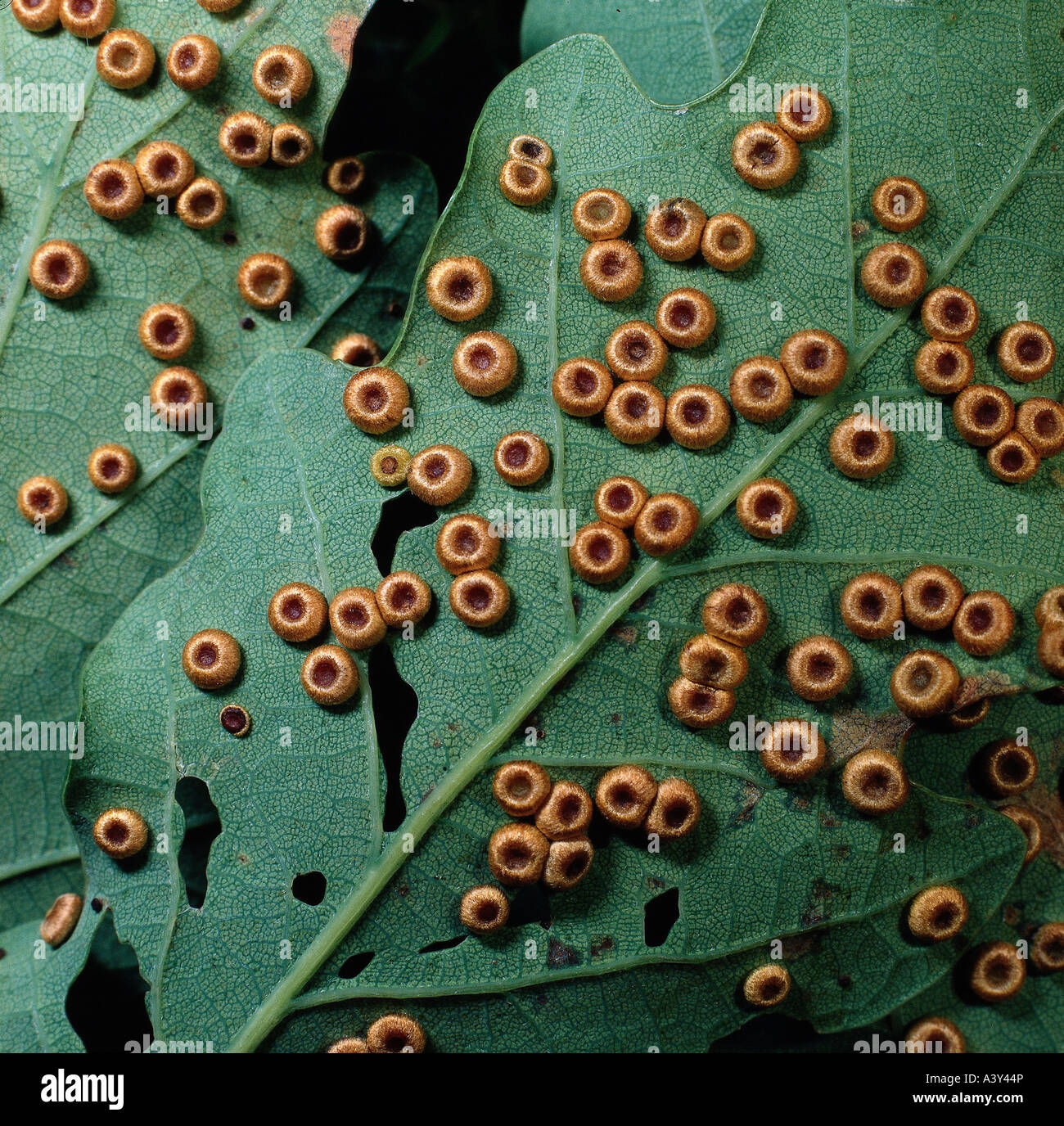 zoology / animals, insects, wasps, development, larva, gall at oak leaf ...