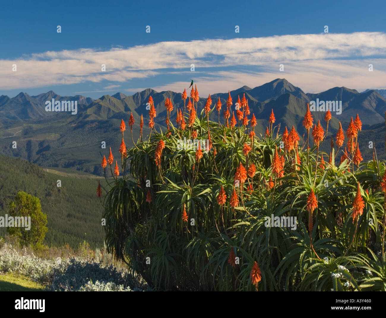 Aloes in Prince Alfred Pass Stock Photo - Alamy