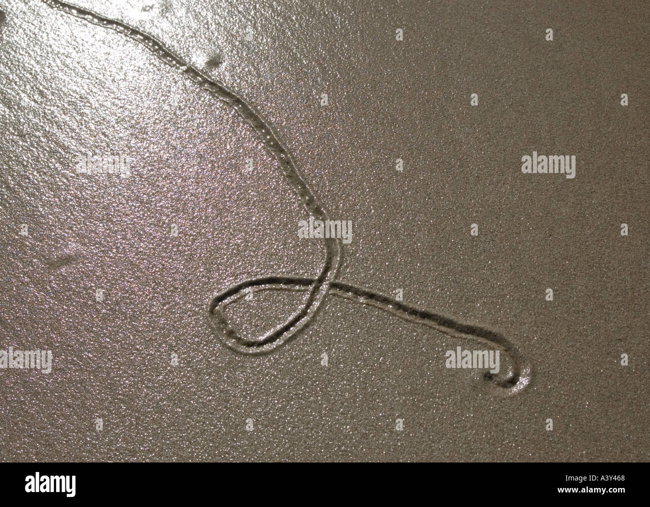 Sea snail trail on beach hi-res stock photography and images - Alamy
