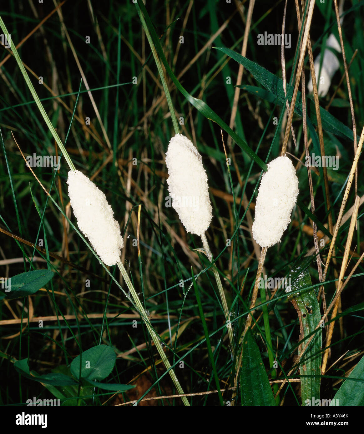 zoology / animals, insects, cicada, Common Froghopper, (Philaenus ...