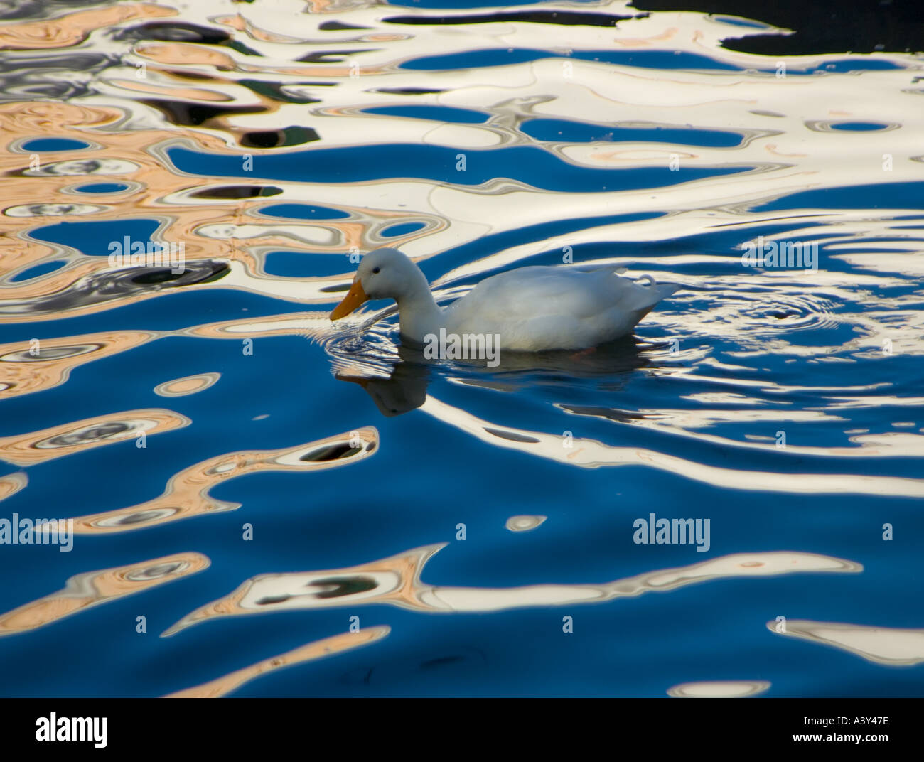 Domestic duck reflections Stock Photo - Alamy