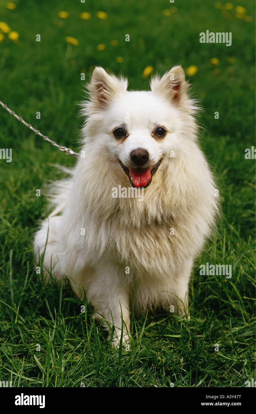 zoology / animals, mammal / mammalian, dogs, (Canis lupus familiaris ...
