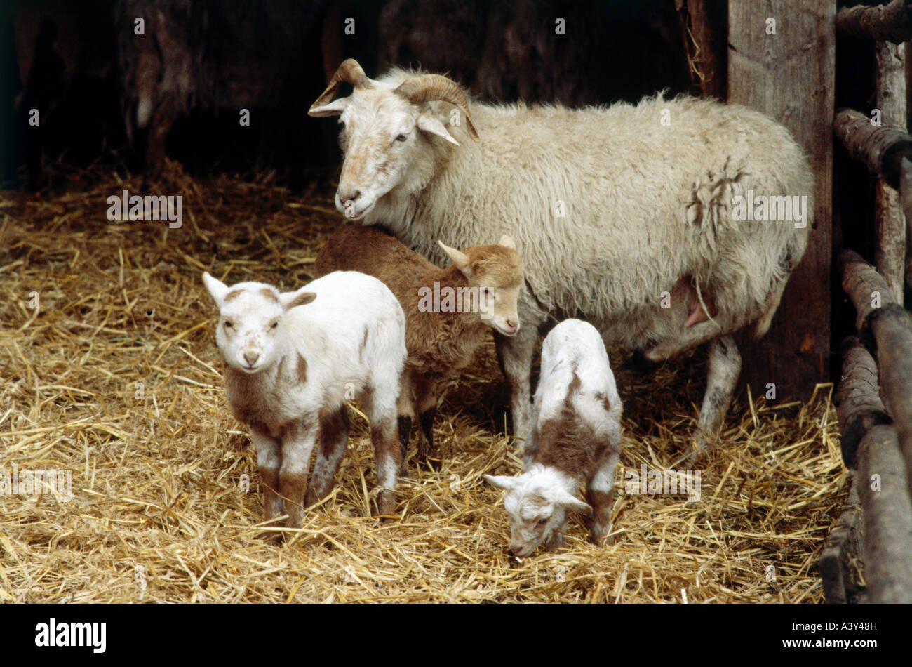 zoology / animals, mammal / mammalian, sheep, (Ovis), domestic sheep ...