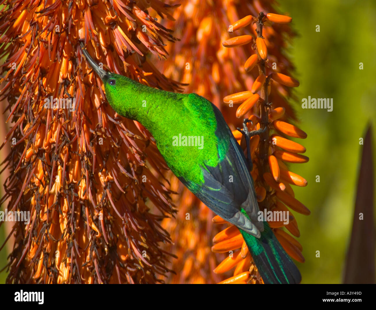 Emerald green sunbird hi-res stock photography and images - Alamy