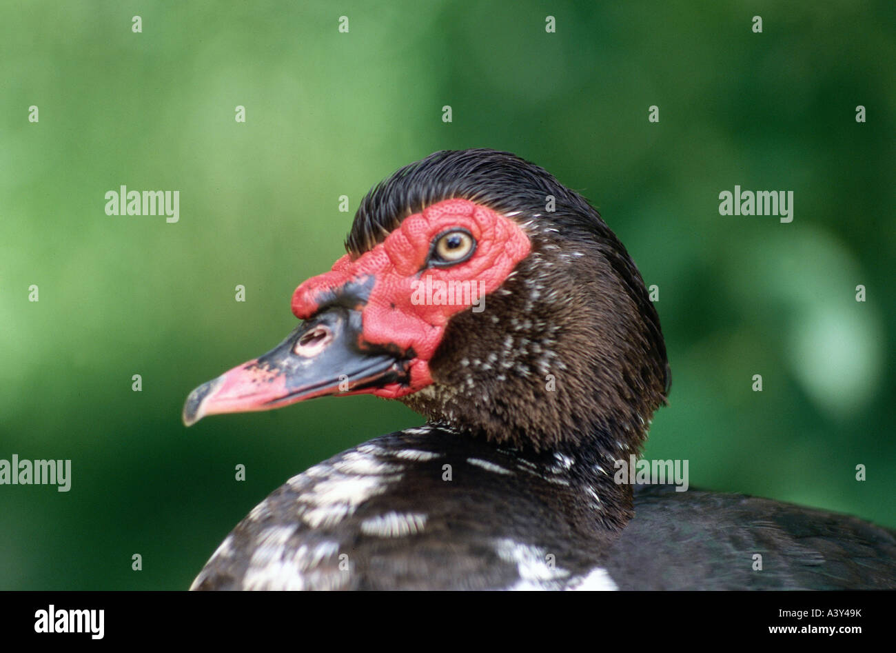 zoology / animals, avian / bird, Muscovy Duck, (Cairina moschata ...