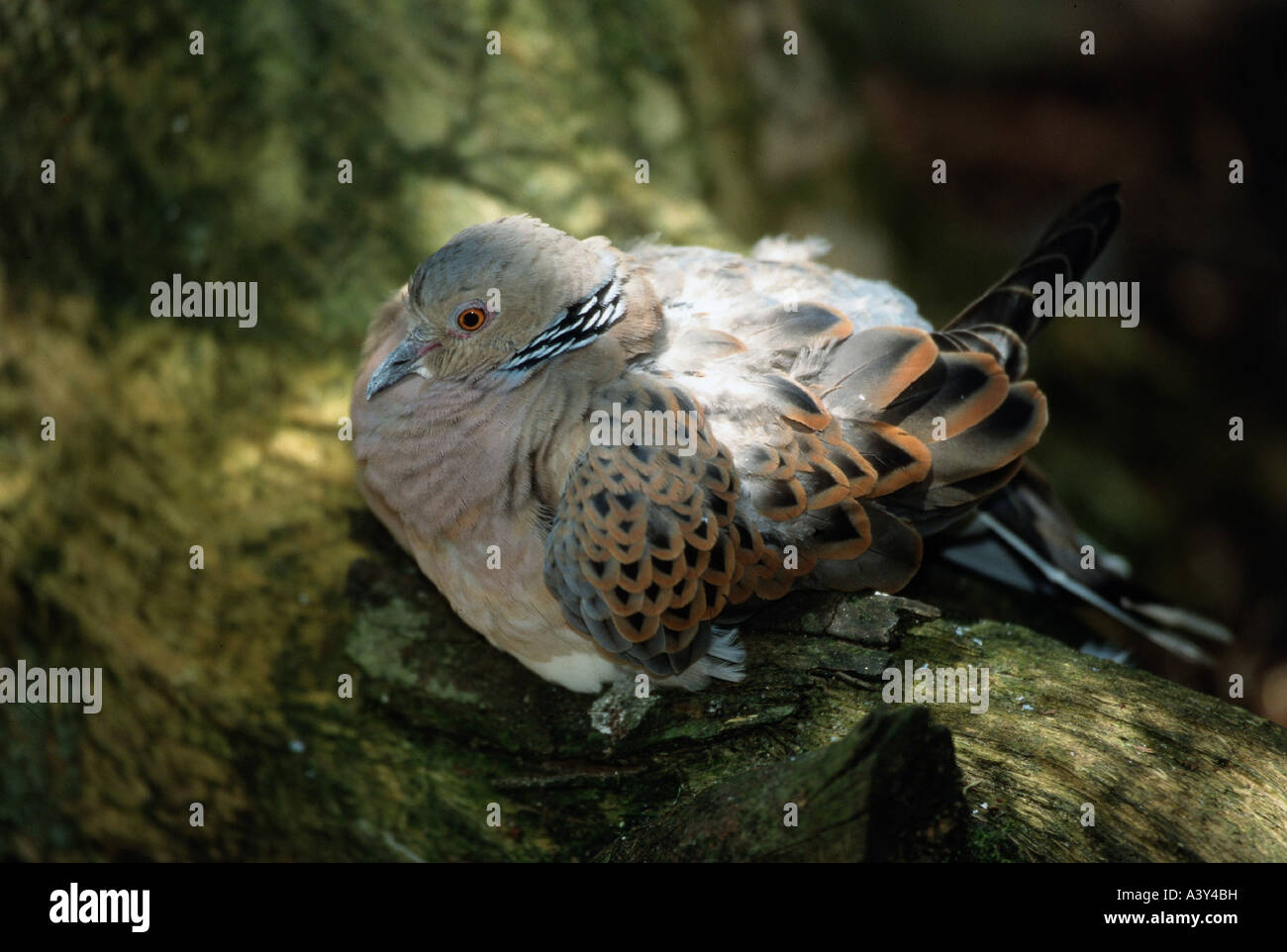 zoology / animals, avian / bird, Turtle Dove, (Streptopelia turtur), on ...