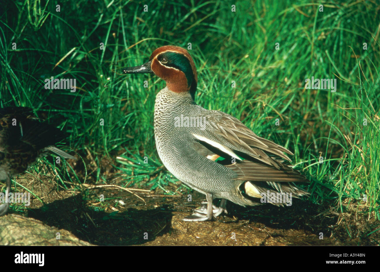 zoology / animals, avian / bird, Common Teal, (Anas crecca), sitting on ...