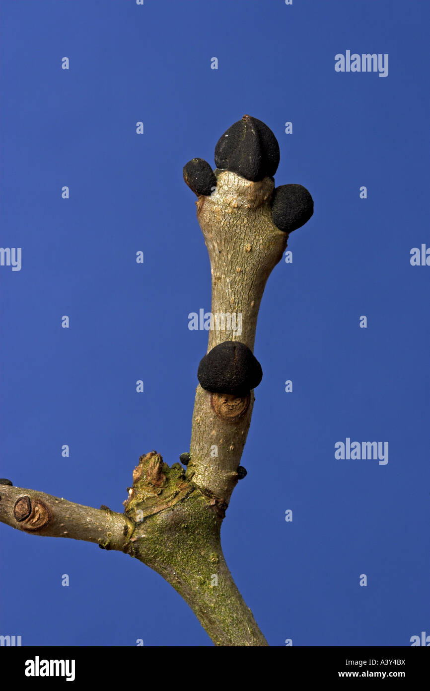 Fraxinus Excelsior Buds