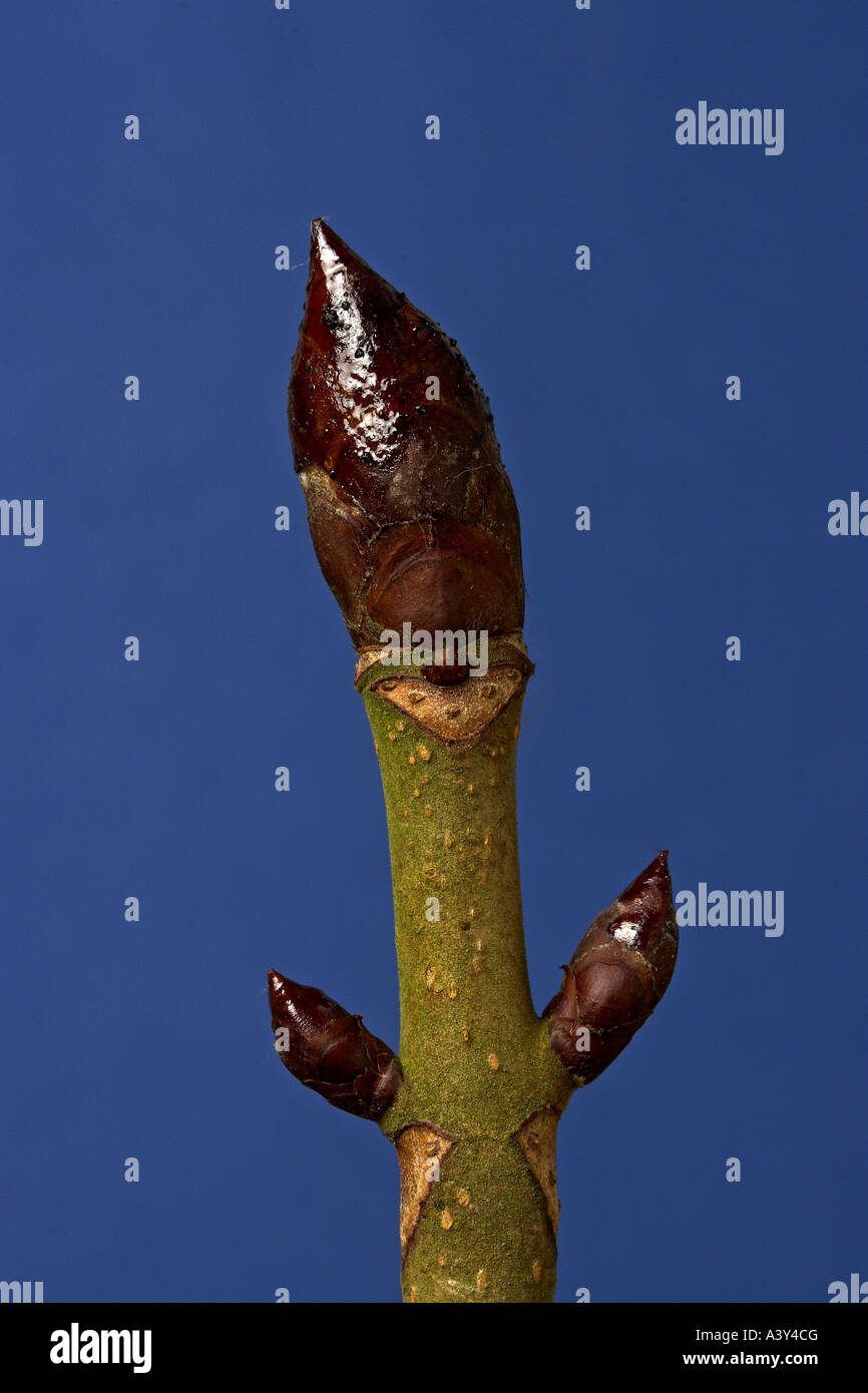 common horse chestnut (Aesculus hippocastanum), buds in winter Stock ...