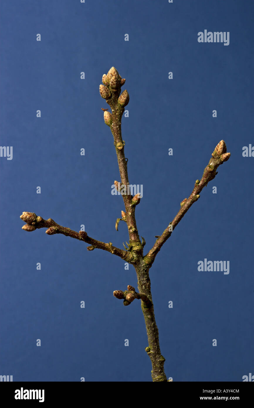Oak buds hi-res stock photography and images - Alamy