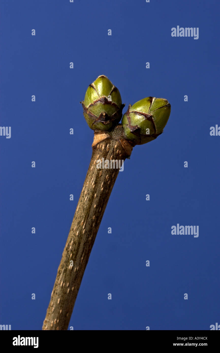 Sycamore buds winter hi-res stock photography and images - Alamy