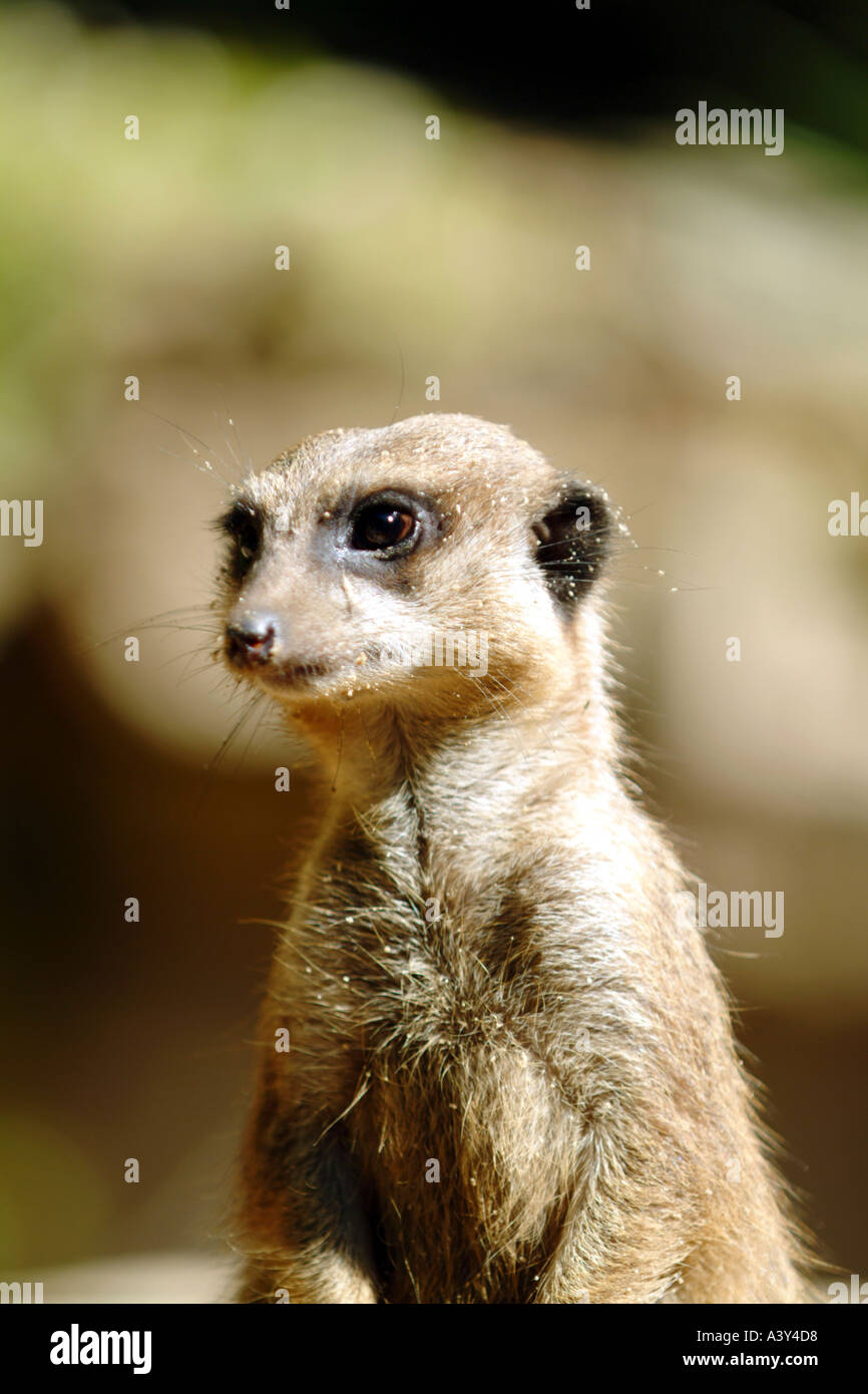 Meerkat survival hi-res stock photography and images - Alamy