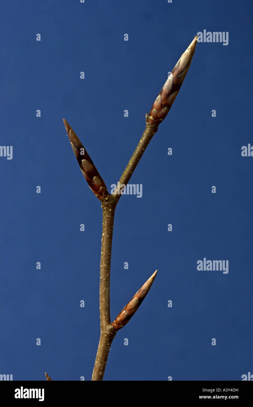 Beech buds hi-res stock photography and images - Alamy