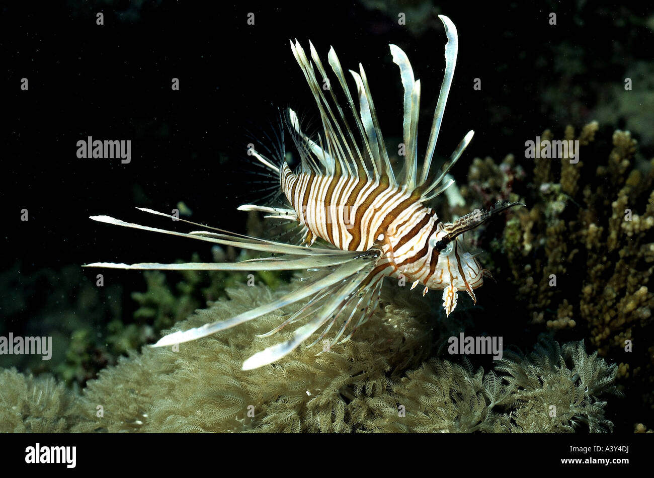 zoology / animals, fish, Red Lionfish, Red Sea, distribution: Indo ...