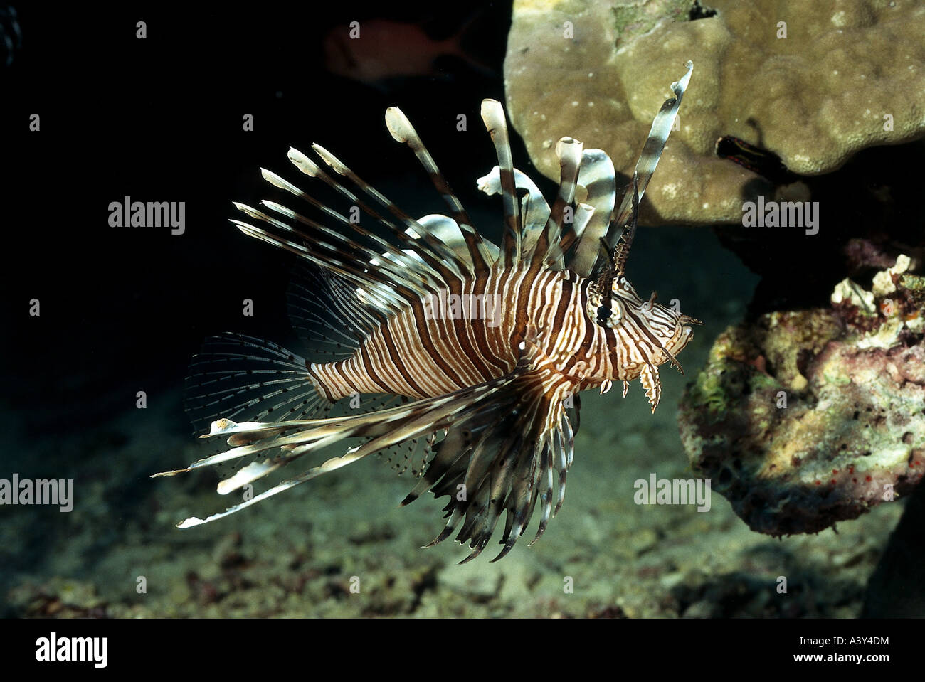 zoology / animals, fish, Red Lionfish, Red Sea, distribution: Indo ...