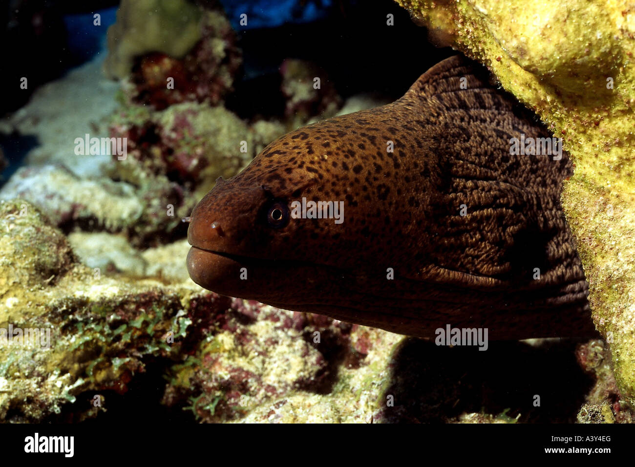 zoology / animals, fish, morays, Giant Moray, (Gymnothorax javanicus ...