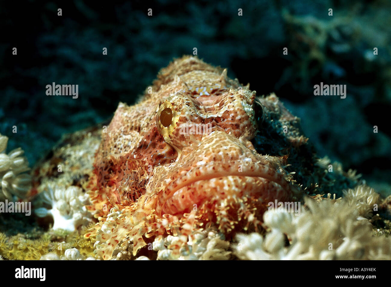 Bearded scorpionfish hi-res stock photography and images - Alamy