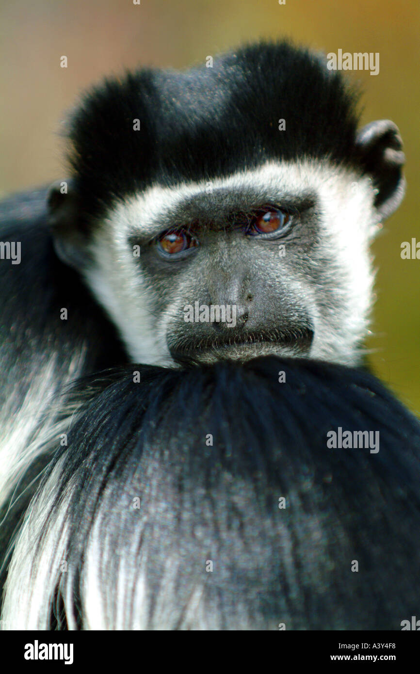 face head portrait expresssive depressed bored monkey Stock Photo - Alamy