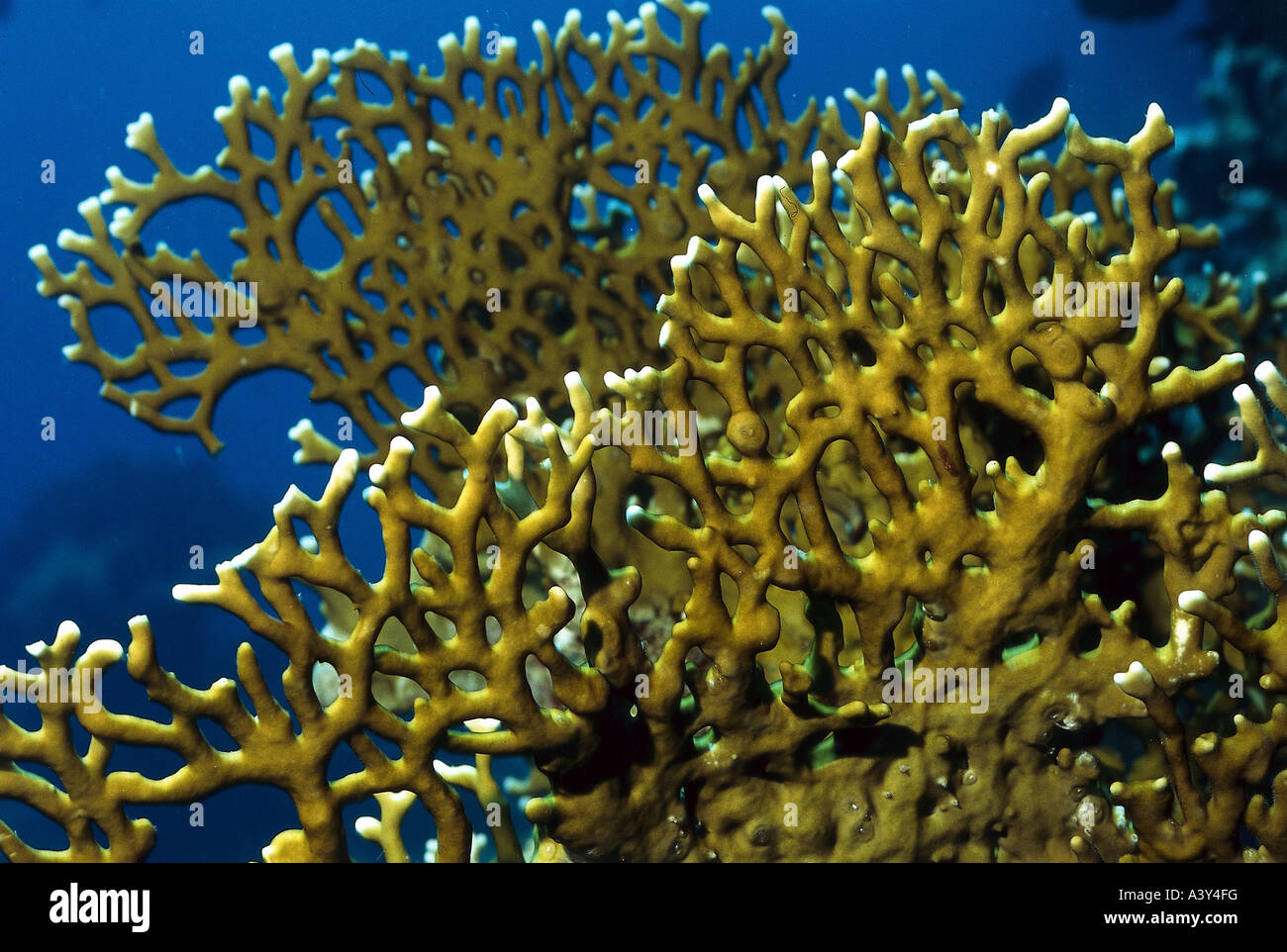 zoology / animals, Cnidaria, Fire corals, Fire coral, (Millepora ...