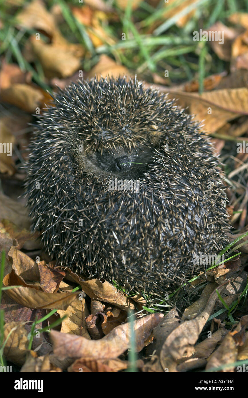 western hedgehog, European hedgehog (Erinaceus europaeus), rolled up in ...