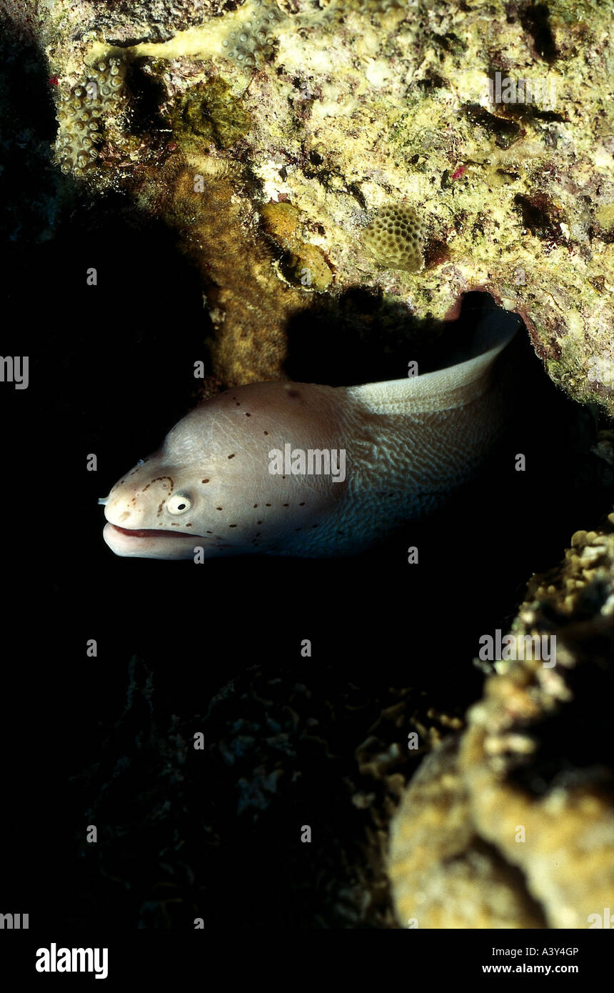 Malaysian peppered moray hi-res stock photography and images - Alamy