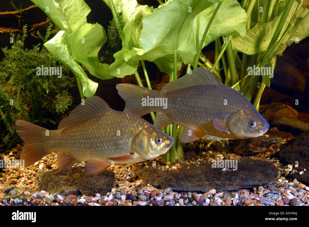 Crucian carp (Carassius carassius), two individuals Stock Photo - Alamy