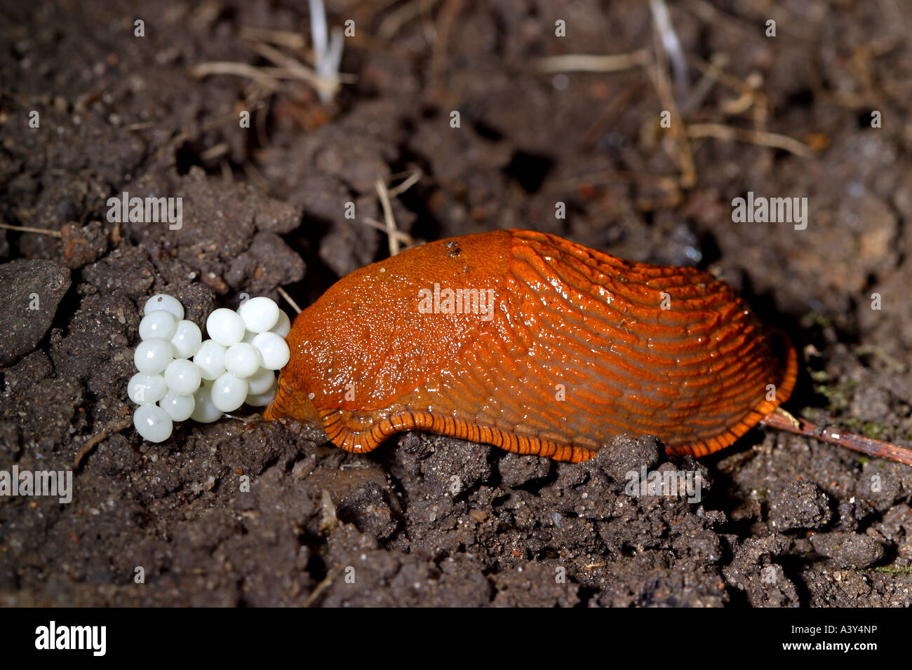 large red slug, greater red slug, chocolate arion (Arion rufus), at its ...