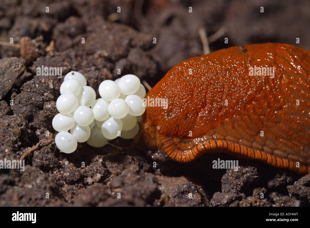 large red slug, greater red slug, chocolate arion (Arion rufus), at its ...