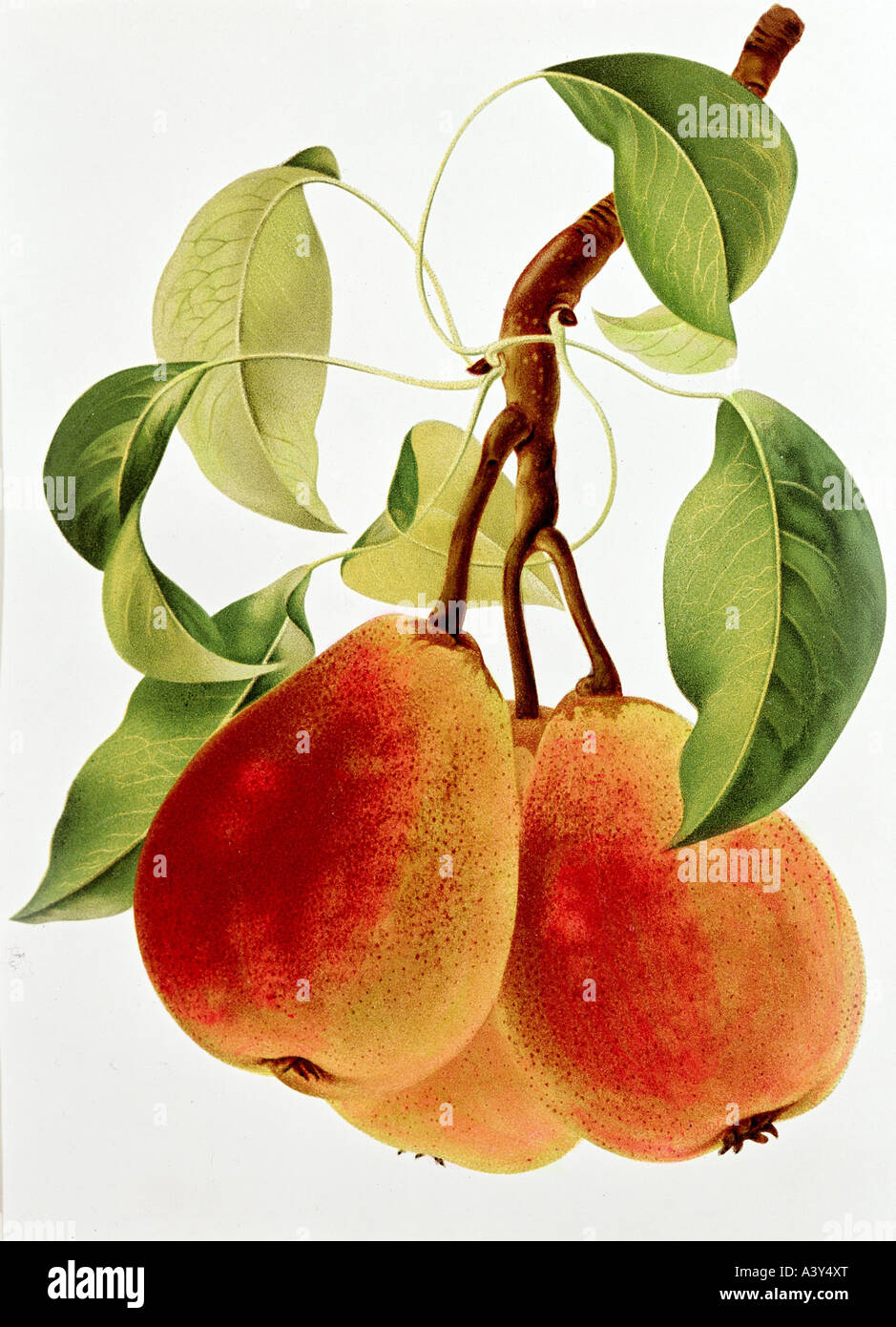 botany, Pyrus, "pear", (Pyrus communis), Giffard `s butter pear, fruit ...